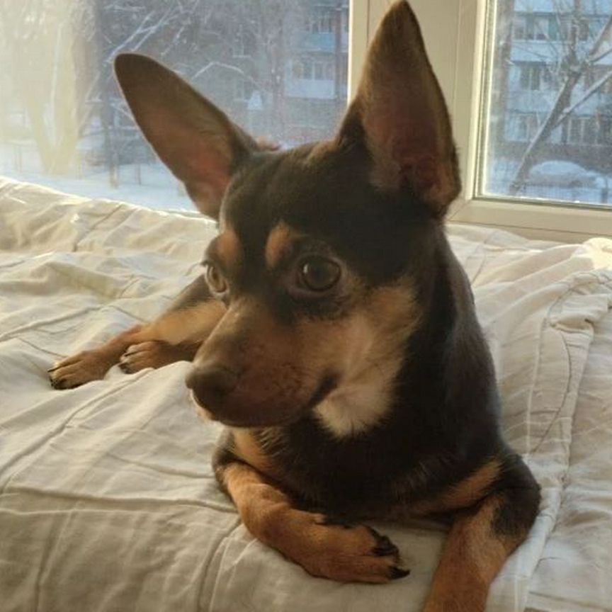 Русский той-терьер, щенок