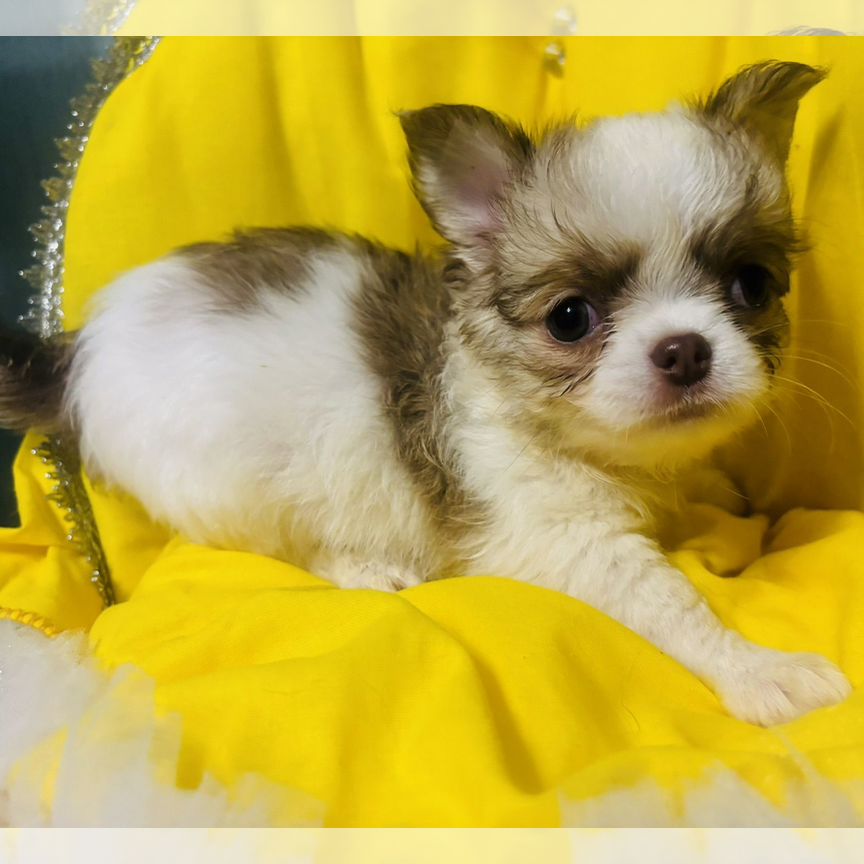 Плюшевая неженка