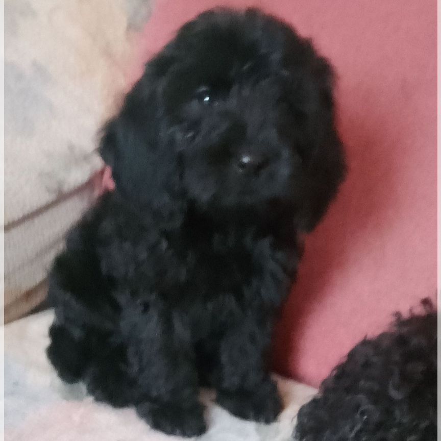 Щенок от частного владельца