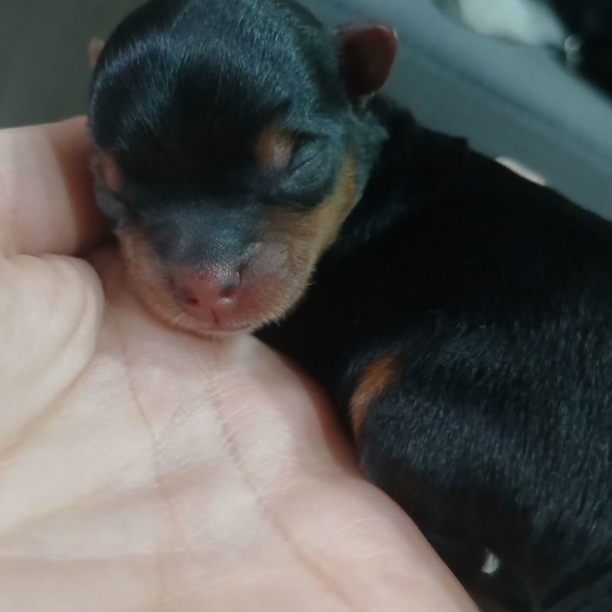 Йоркширский терьер, щенок