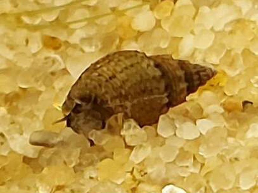 Улитки аквариумные