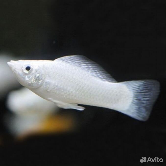 Моллинезии снежинка (пара)