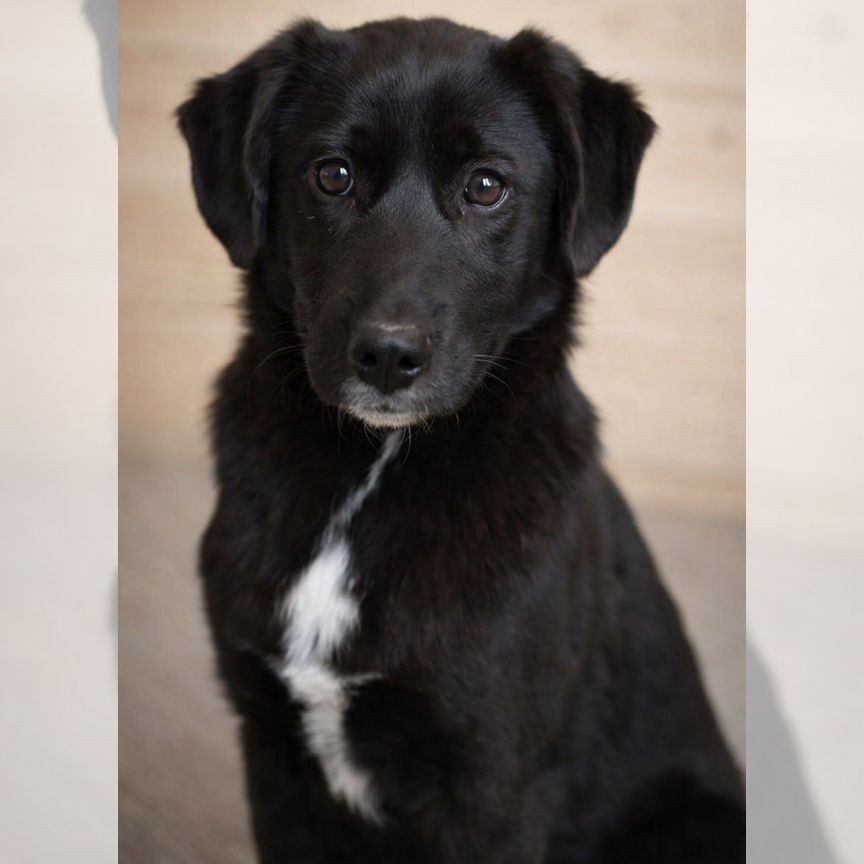 Щенок в добрые руки