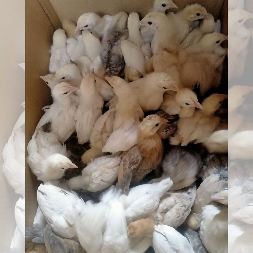 Цыплята (бронь до 26.01 до 16.00)