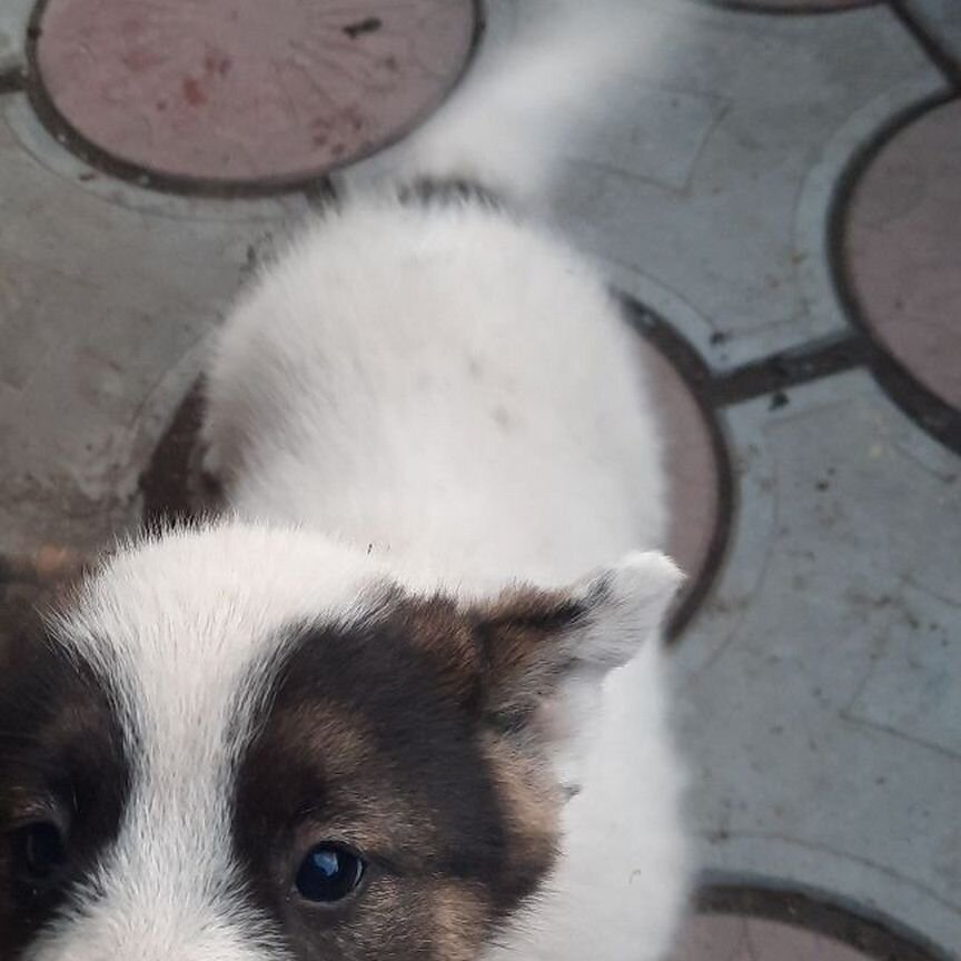 Верный помощник