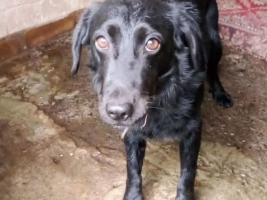 Собака на усыпление