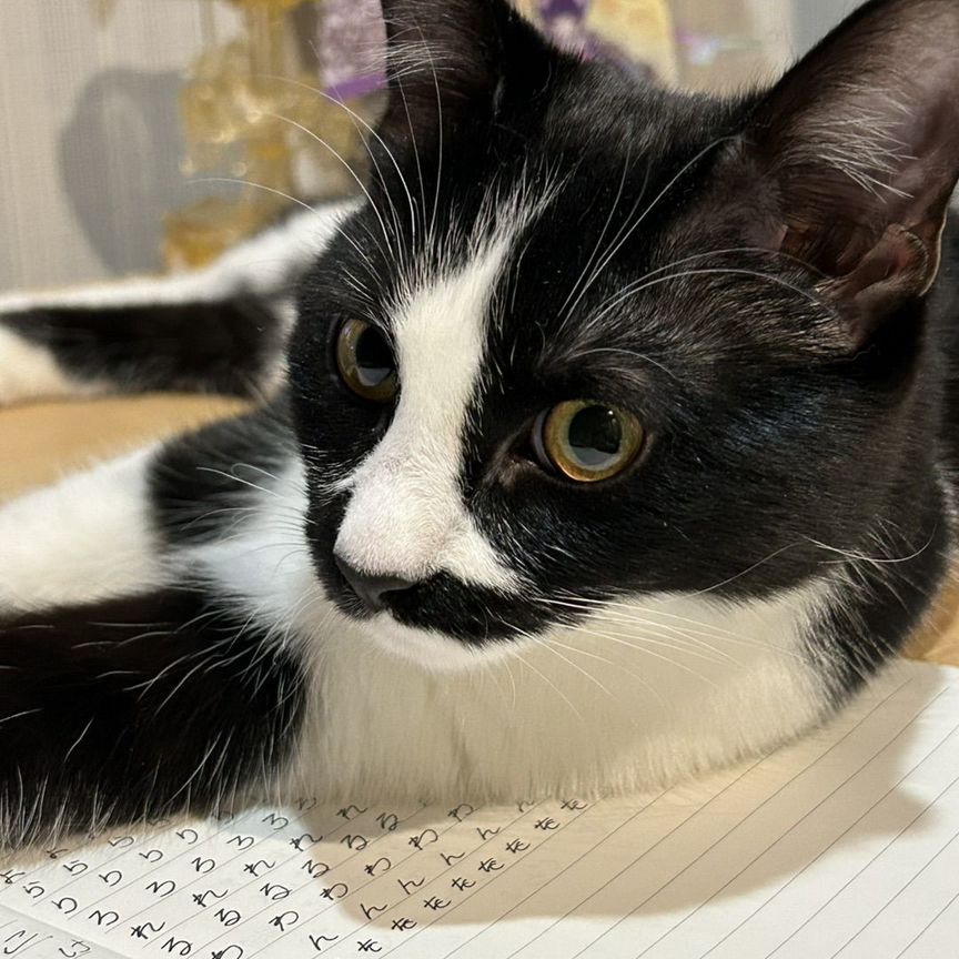 Котенок кошка в добрые руки