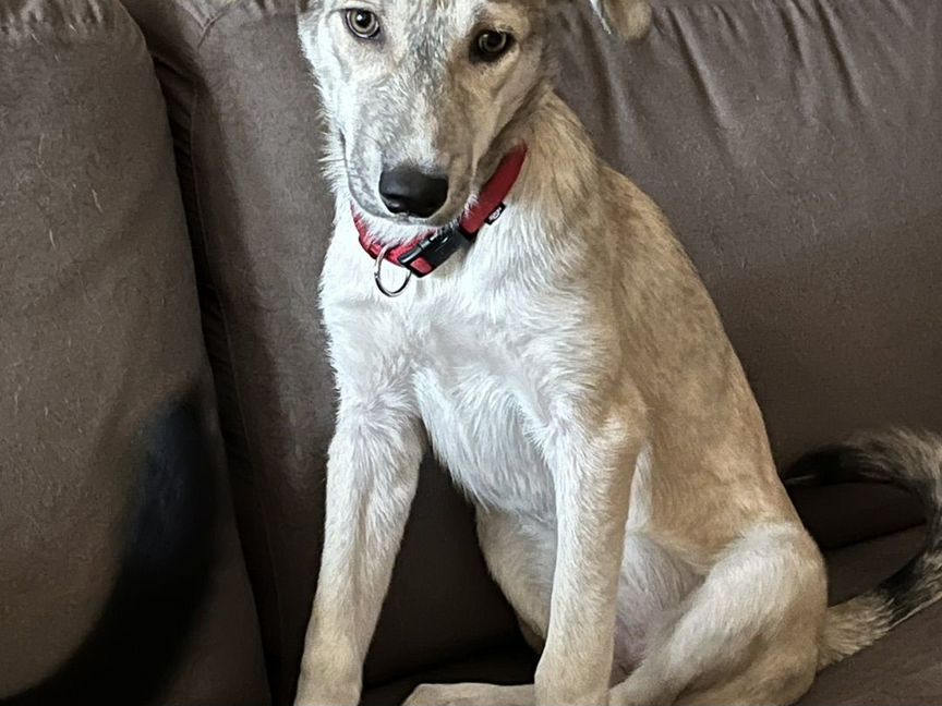 Тбилисский метис