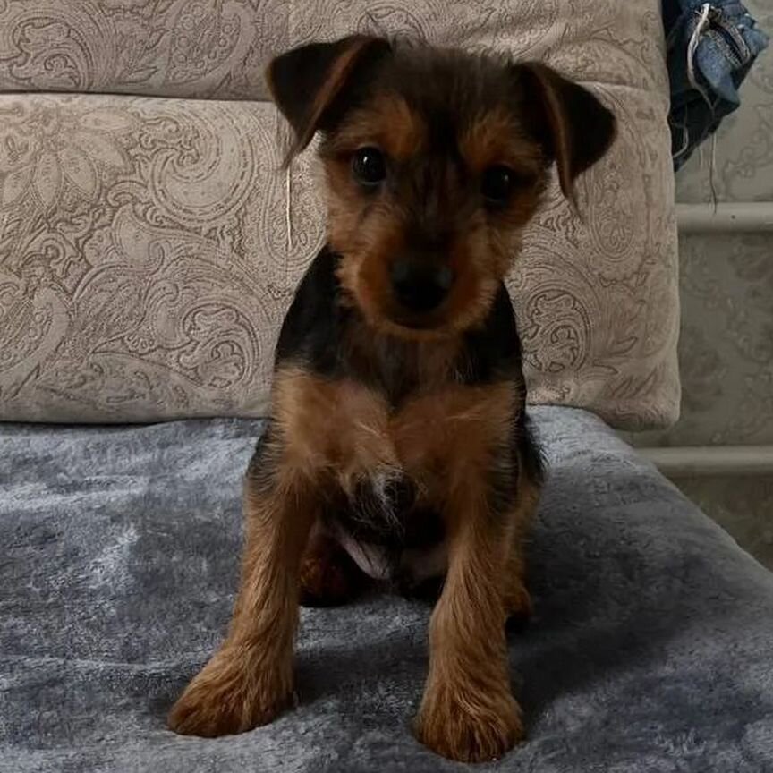 Йоркширский терьер, щенок