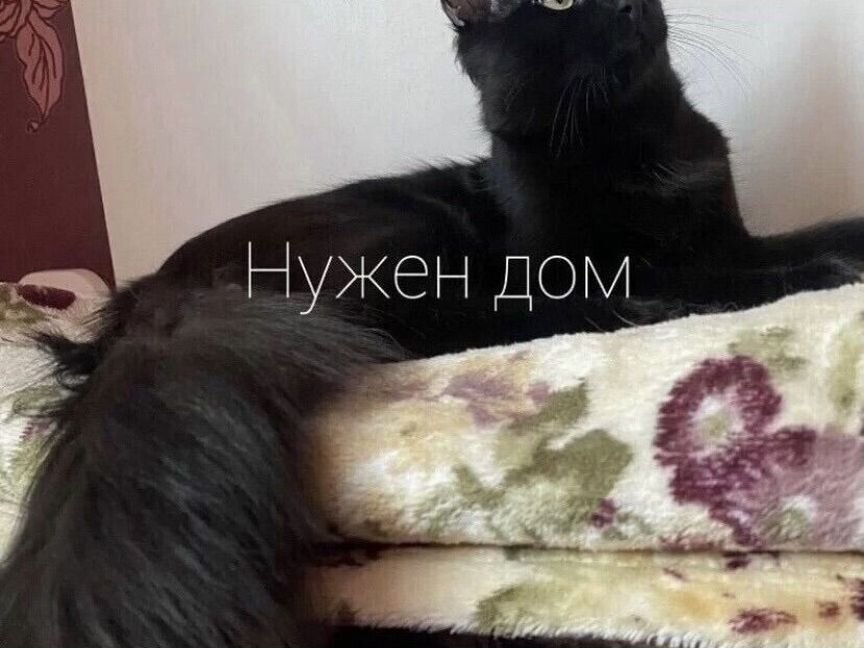 Котенок с тяжелой судьбой