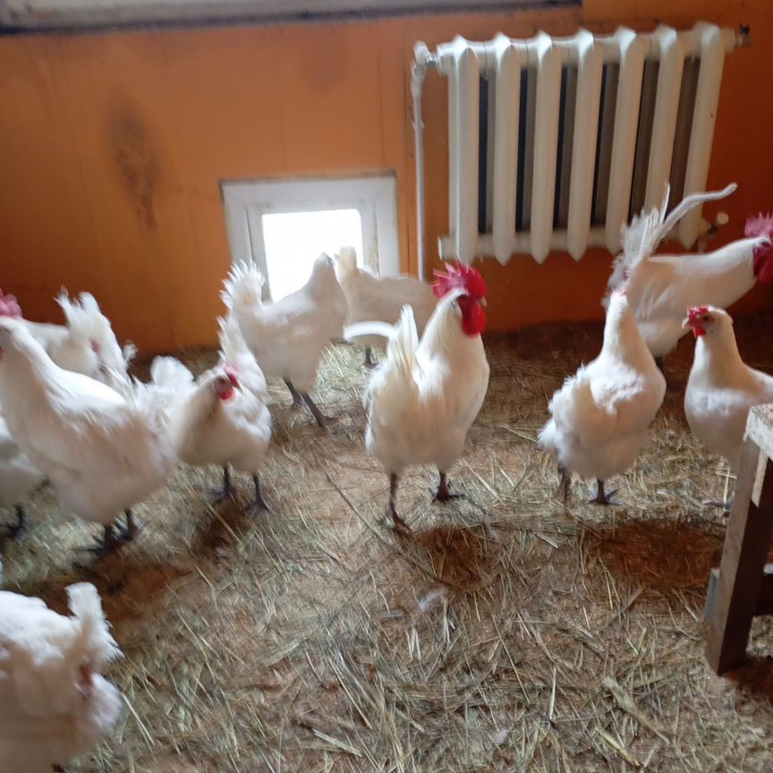 Куры несушки Бресс Гальской породы