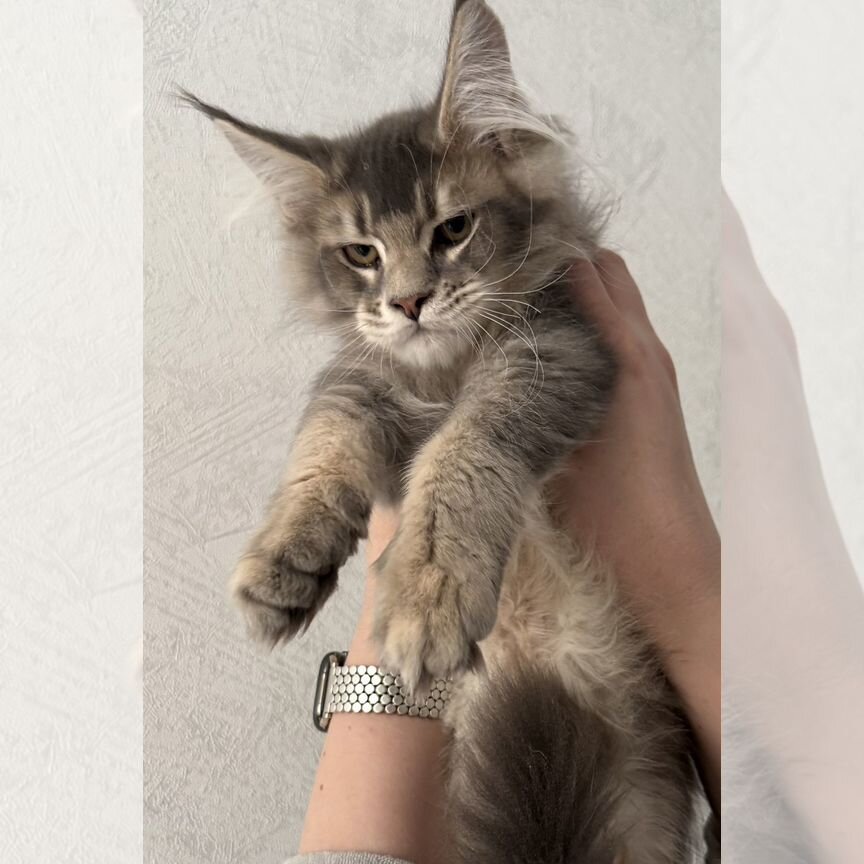 Мейн-кун котёнок