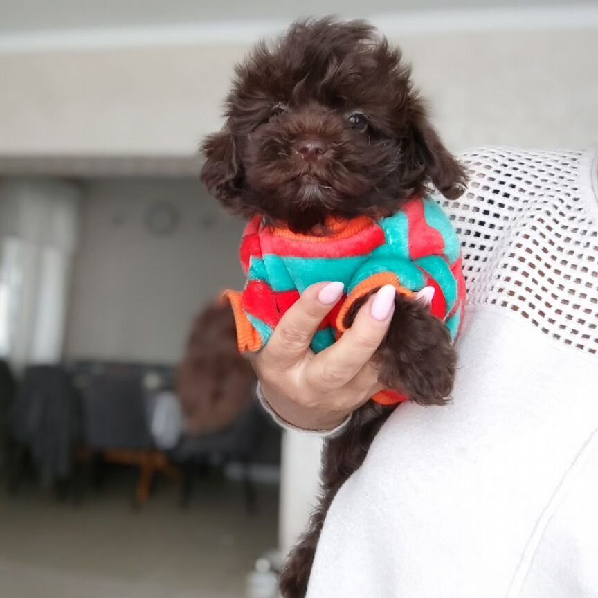 Шоколадные мальтипу девочки