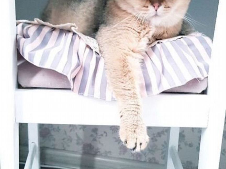 Шотландский кот вязка