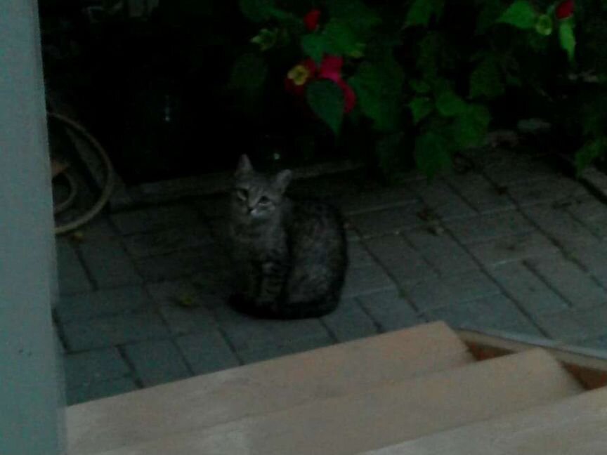 Котята и их мама