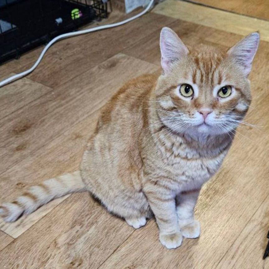 Котенок в добрые руки