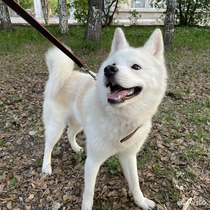 Акита ину/хаски (смесь) бесплатно