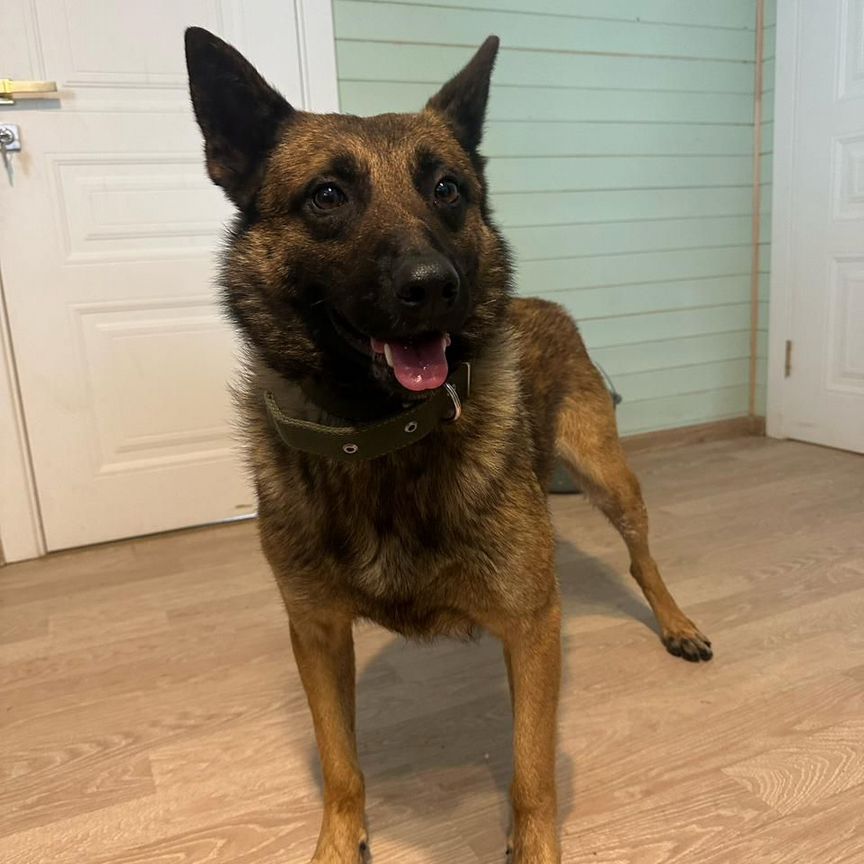 Собака малинуа в добрые руки