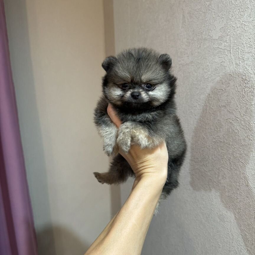 Шпицы волчьего окраса