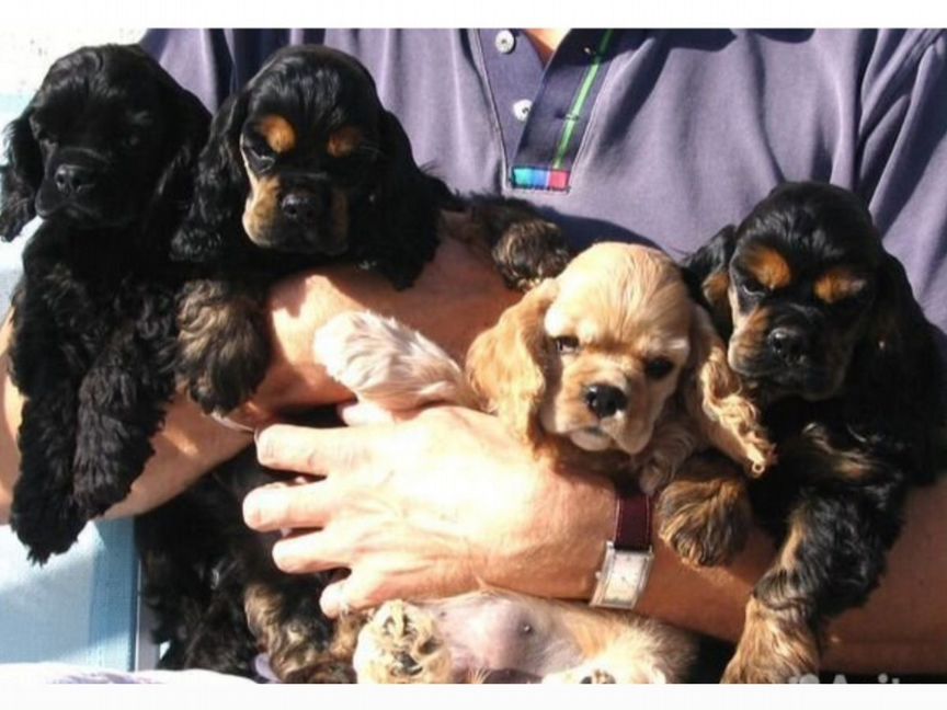 Кокер Спаниель - Американский