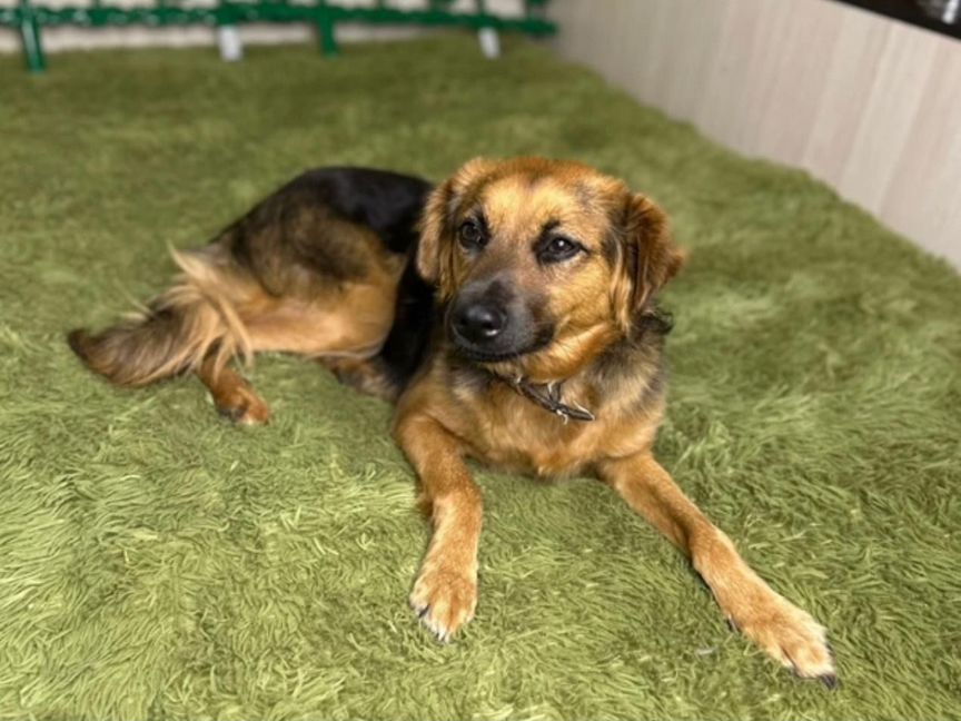 Собака в добрые руки