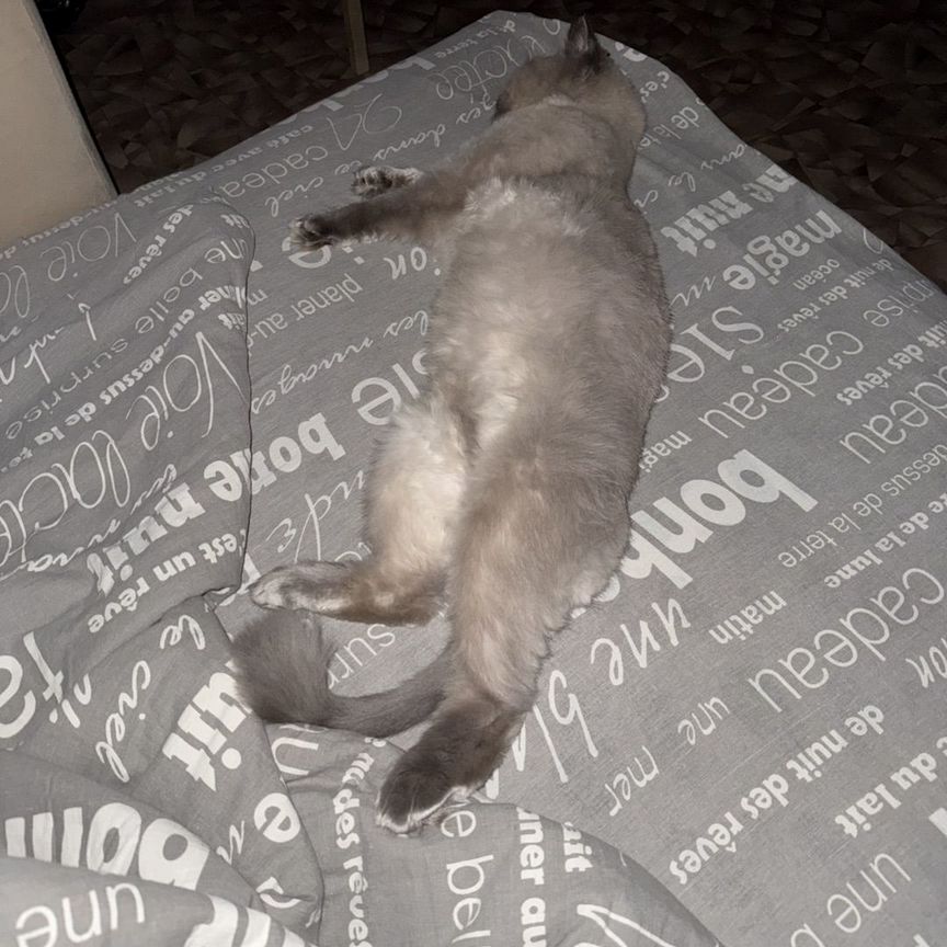 Кот мелок