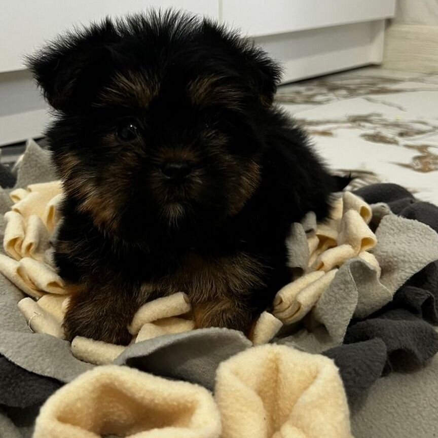 Йоркширский терьер, щенок