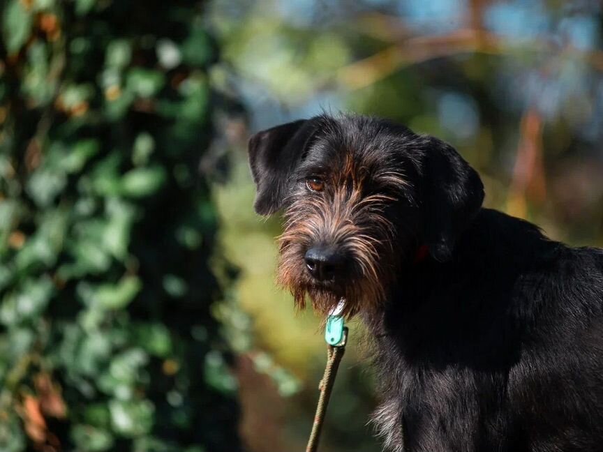 Собака в добрые руки отдам бесплатно