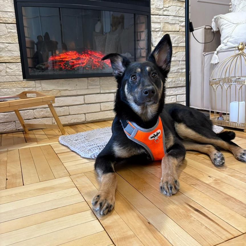 Щенок девочка в добрые руки