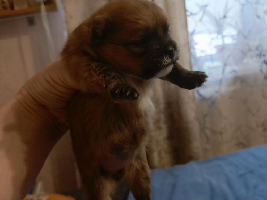 Собака
