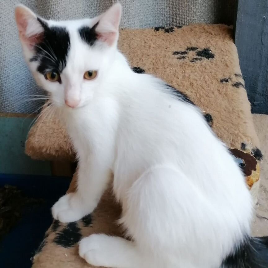 Котенок с ветпаспортом в добрые руки