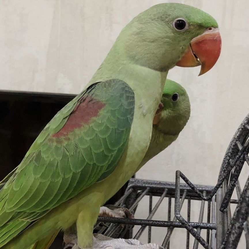 Попугай александрийский малыши