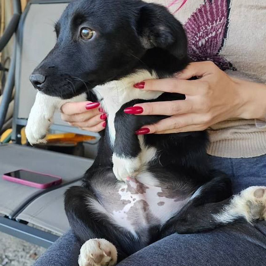 Щенок в добрые руки