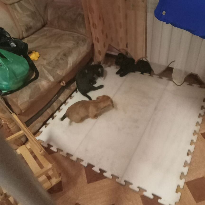 Отдам в добрые руки щенков 2 месяца, черные де