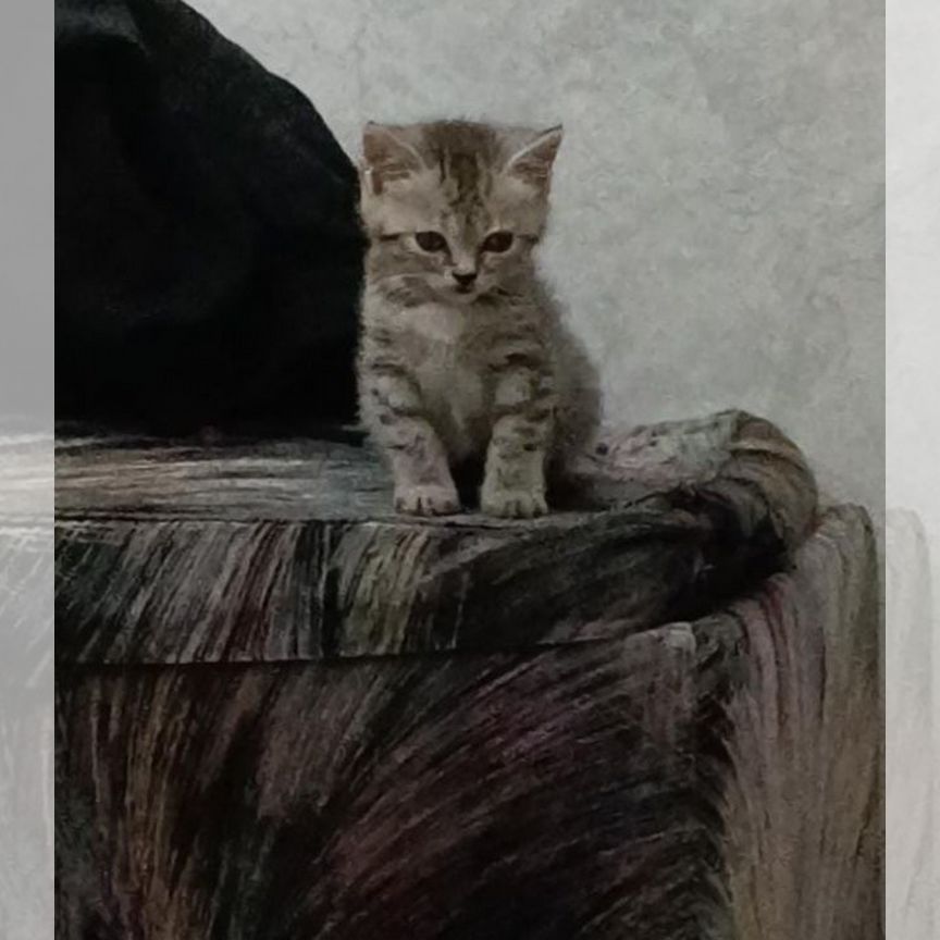 Котенок