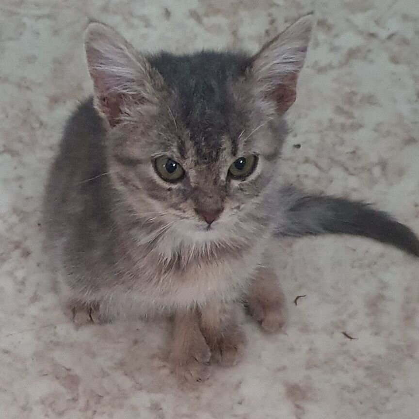 Котята в добрые руки бесплатно