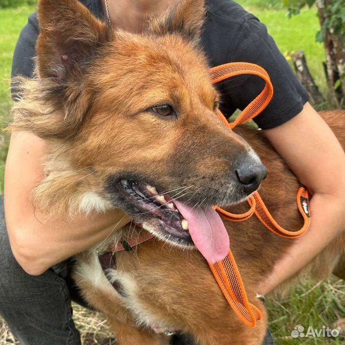 Молодой энергичный песик грустит в приюте
