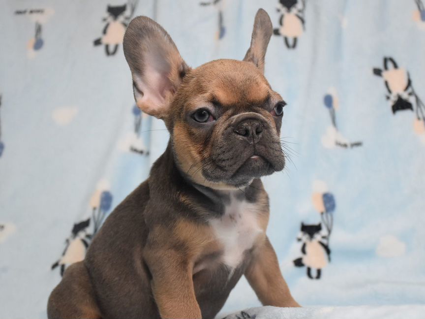 Серенькая красота