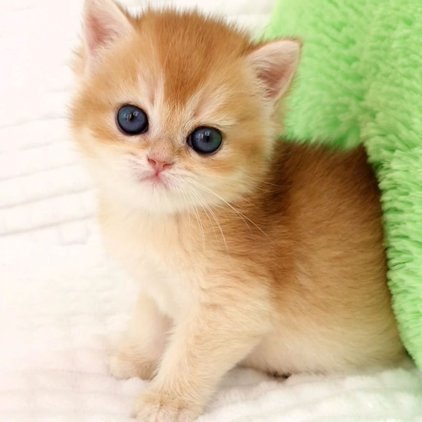 Клеопатра девочка золотая британская шиншилла