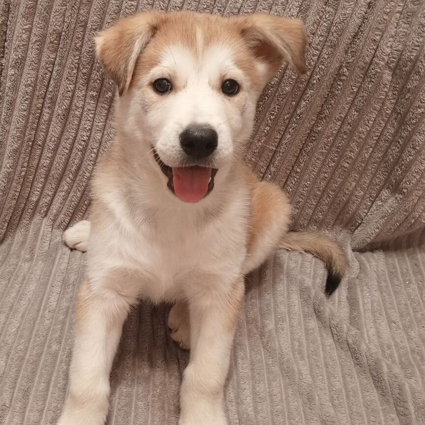 Щенок в добрые руки