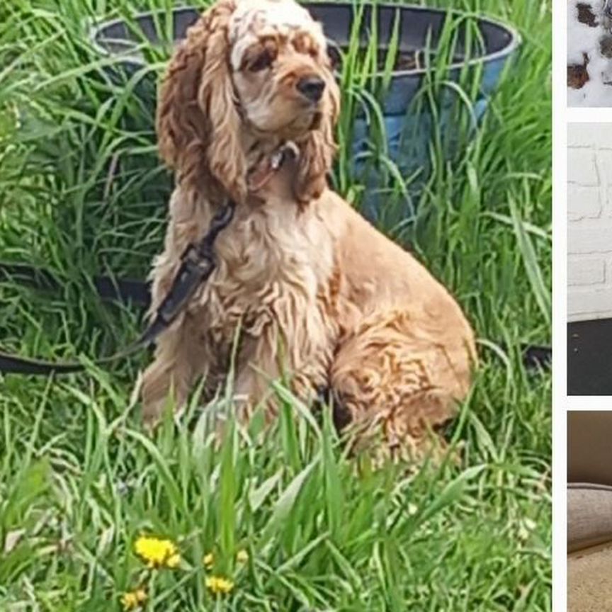 Американский кокер-спаниель, щенок