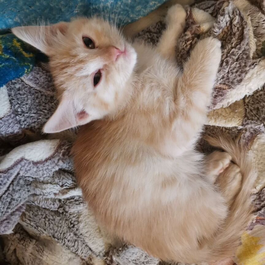 Котенок метис