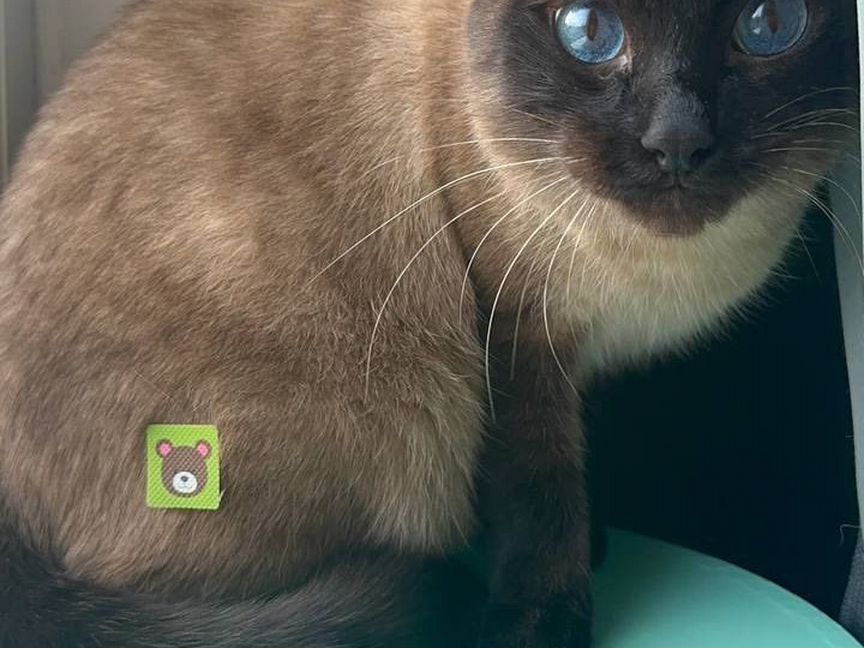 Тайский кот