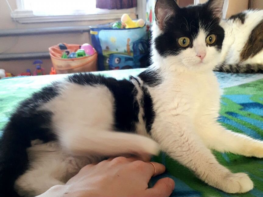 Котенок