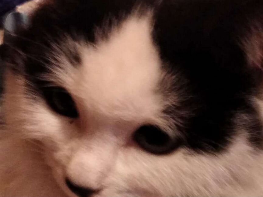 Милые киски мышеловки ищут свой дом