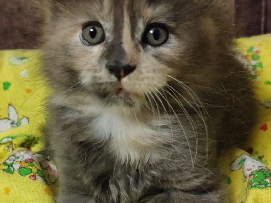 Мейн-кун котёнок