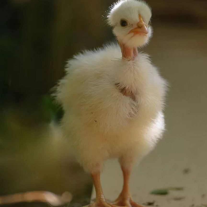 Голошейка, мастер грей суточные цыплята