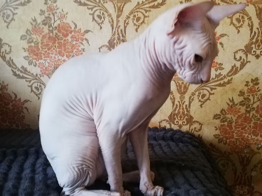 Котята сфинкс