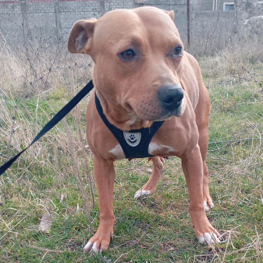 Стаффордширский терьер Белла