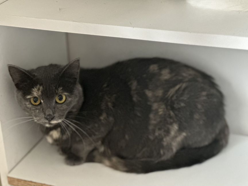 Кошечка Оливка ищет дом
